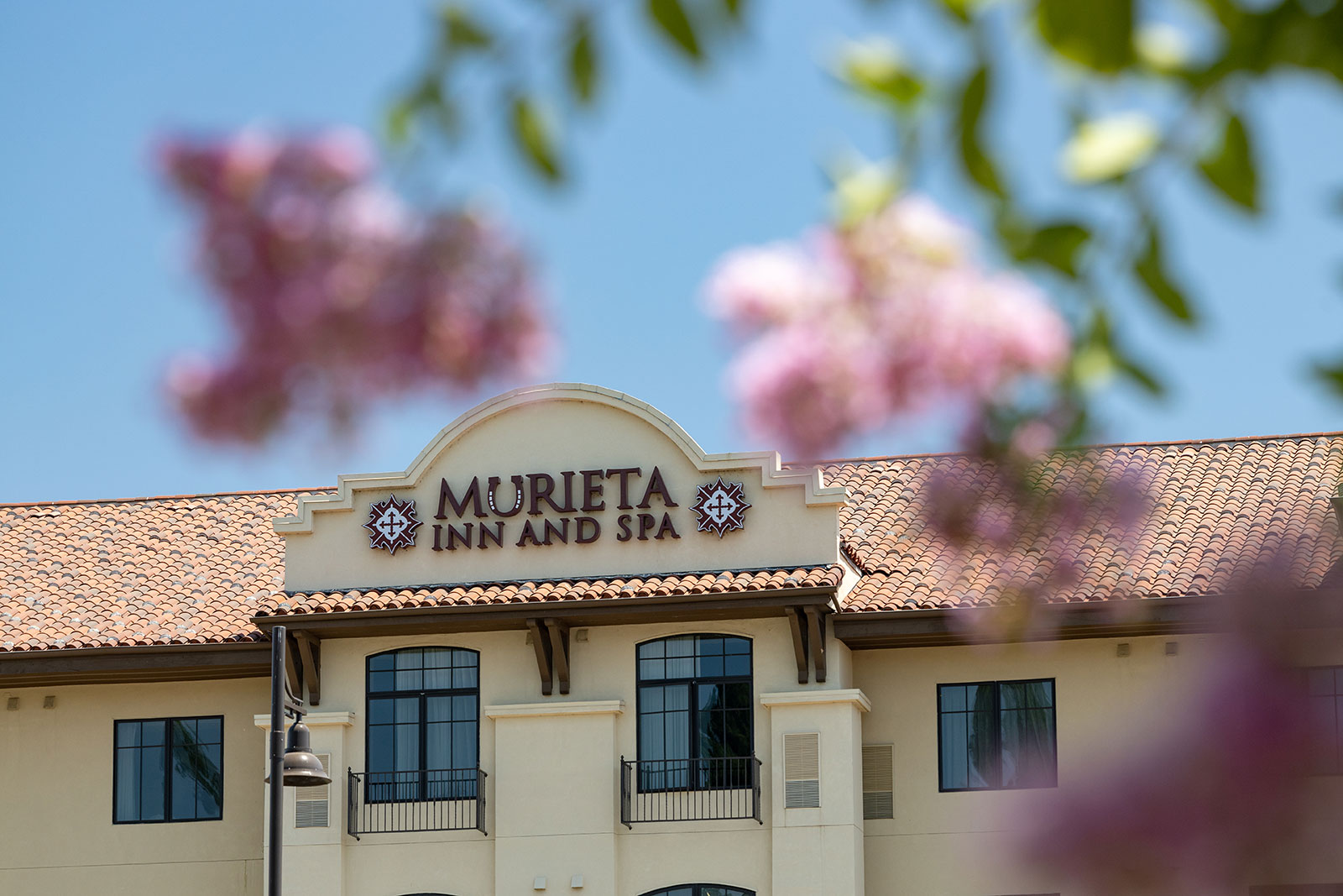 ABBA Dog/San Francisco Bay Weimaraner Club - Murieta Equestrian Center